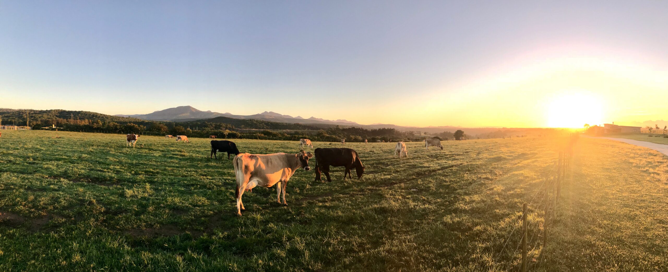 Microbiome Signatures For Improved Detection Of Johnes Disease In Livestock Microbiomes